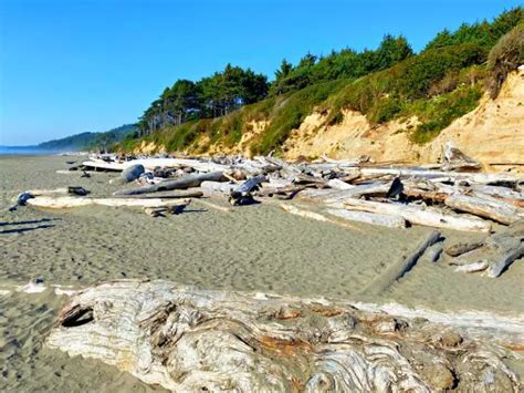 The Tree Of Life Washington State A Complete Guide