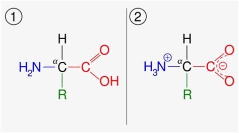 The Lewis Dot Structure Lewis Structure Of Water Hd Png Download
