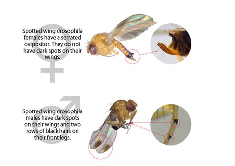 Monitoring And Mitigation Fresh Quarterly