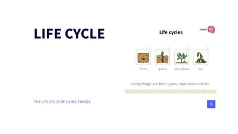 LIFE CYCLE QUIZ