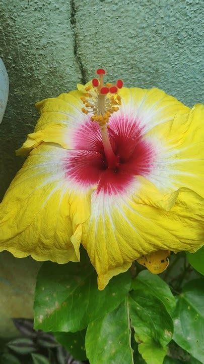 Beautiful Hybiscus Flowers Blooming Youtube
