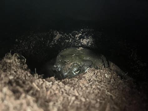 Would Colorado Rivertoad Eat Worms In Dish Rtoads