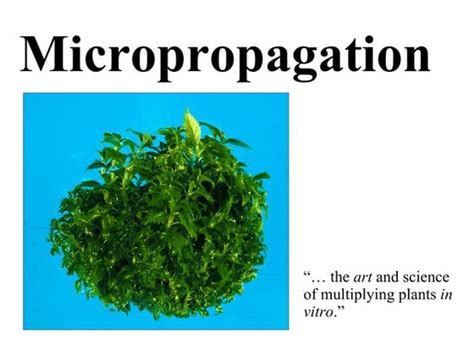 Micropropagation Pptx