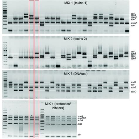 Pdf Detection Of Streptococcus Pyogenes Virulence Factors By