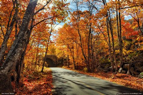 Bar Harbor Fall Colors 174 Acadia National Park Fall Foliage Stock