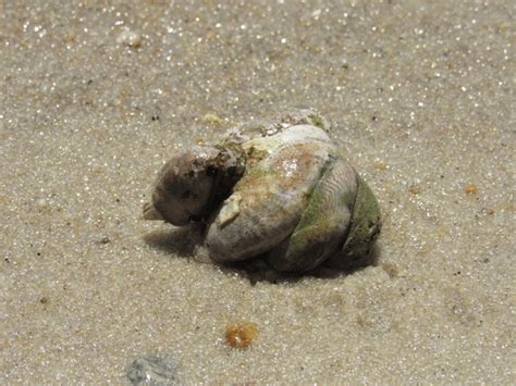 14 Common Slipper Shell Royalty Free Photos And Stock Images Shutterstock