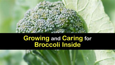 Indoor Broccoli Garden Easy Ways To Grow Broccoli In The House