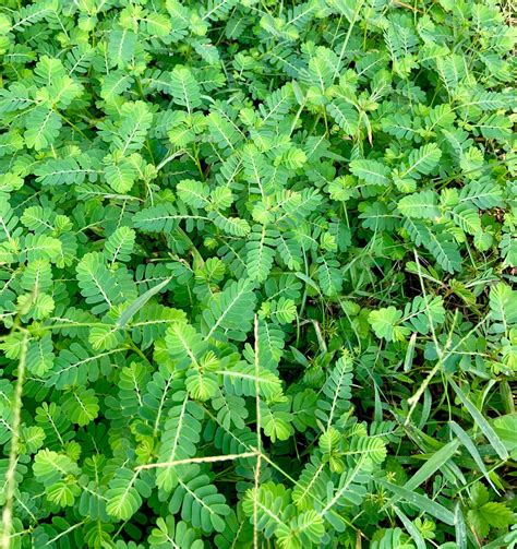 Types Of Weeds Artofit