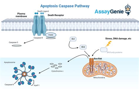 Apoptosis Caspase Pathways A Closer Look At Cellular Suicide Assay Genie