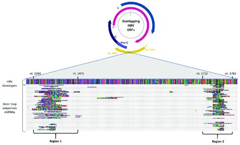 Representation Of Hbv Genome Along With Overlapping Hbv Open Reading Download Scientific