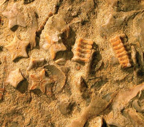 Fossil Record Facts And Characteristics At Lawrence Henry Blog
