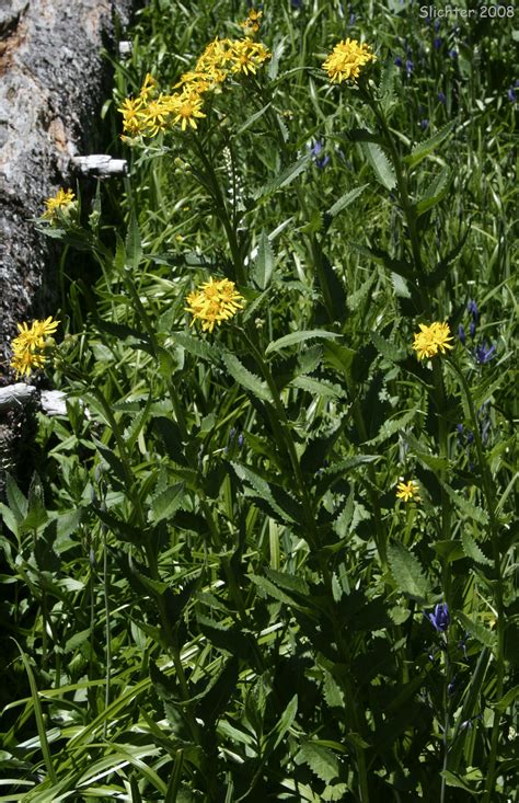 Arrowleaf Butterweed Arrowleaf Groundsel Arrowleaf Ragwort Senecio