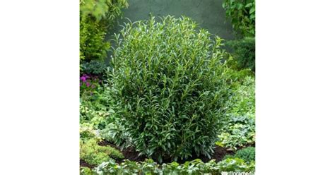 Prunus Laurocerasus Sofia®