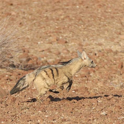 12 Snapping Facts About The Aardwolf Factopolis