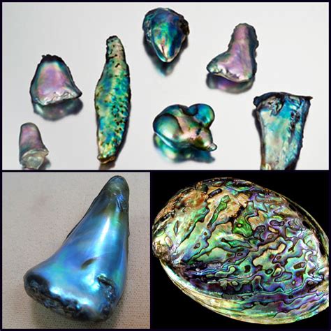 Are Abalone Edible At Anita Passarelli Blog