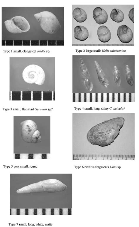 1 Photographs Of Types Of Molluscs Identified Download Scientific
