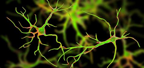New Found Cells May Be Game Changers In Neuroscience