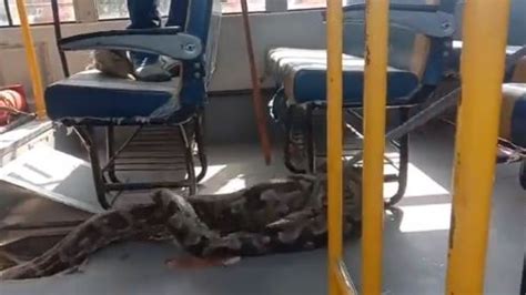 Viral Video Giant Python Found In Up School Bus Gives Officials