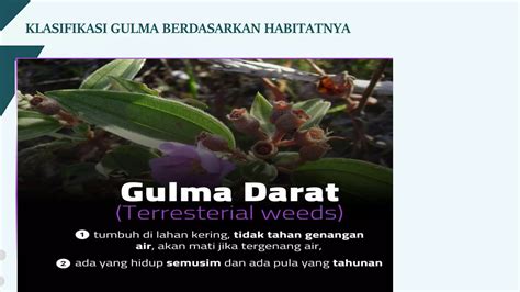 Ppt Identifikasi Gulma Pada Tanaman Sawit Pptx