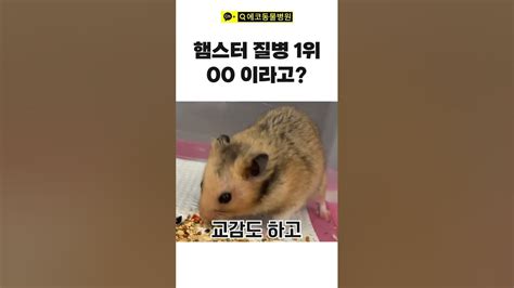아프지마 햄찌 ️ 햄스터병원 햄스터키우기 햄집사 Youtube