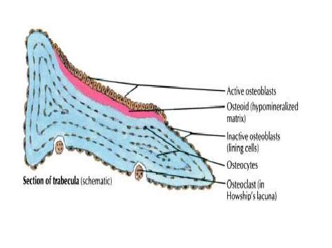 1structure And Function Of Mss Lecture1ppt