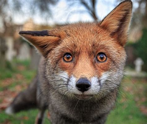 The Beauty Of Wildlife Fox Close To Camera Fox Sniffing Camera Fox
