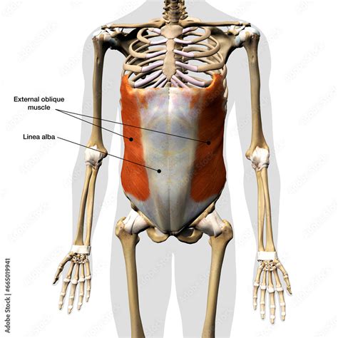 Male External Oblique Muscle Labeled In Isolation On Human Skeleton 3d