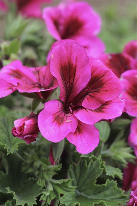 Pelargoniums Fit For A King The Gardener The Gardener
