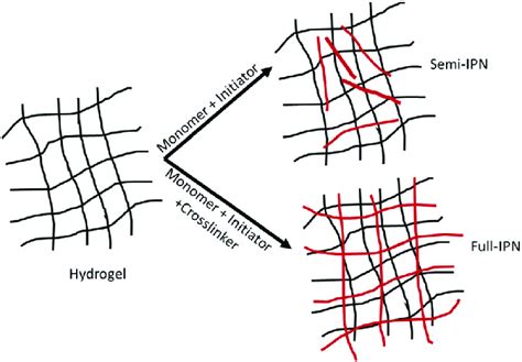 Fully Ipn And Semi Ipn Networks Of A Hydrogel Download Scientific