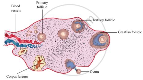 Draw A Diagrammatic Labelled Sketch Of A Sectional View Of Human Ovary Biology Shaalaa