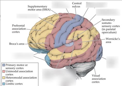 Secondary Somatosensory Cortex