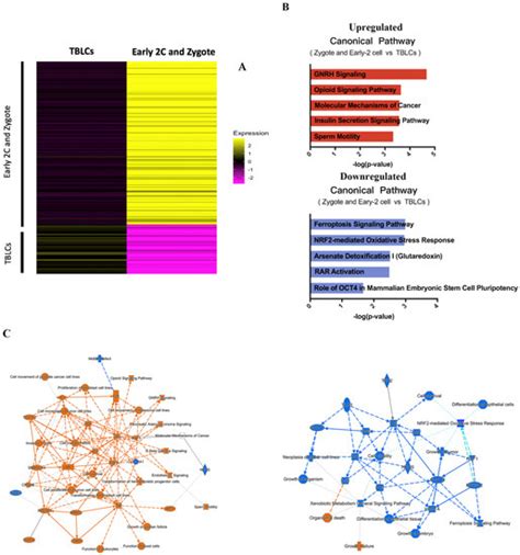 Cells Special Issue Single Cell Analysis 2 0