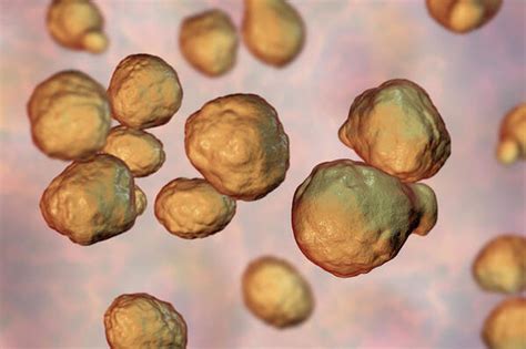 Cryptococcus Neoformans Fungus Art Print By Kateryna Kon Science Photo Library Pixels