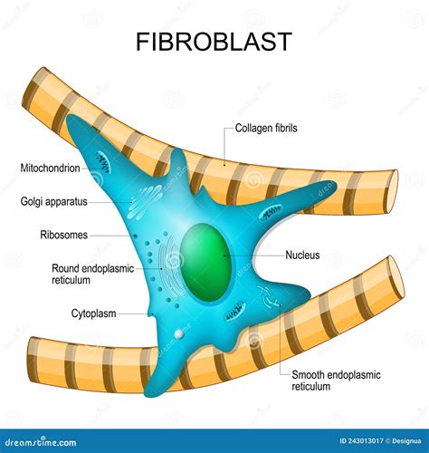 Fibroblast Anatomy Structure Of Cell Stock Vector Illustration Of Health Care