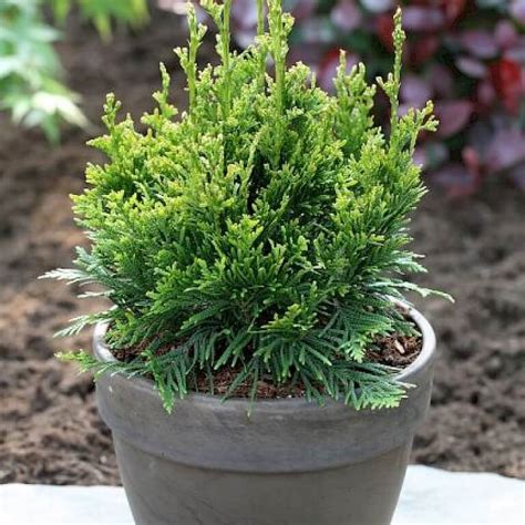 Туя Канкан Фото – Telegraph