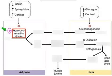Triglyceride Metabolism Diagram Quizlet