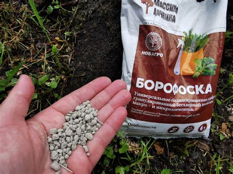 Борофоска – хорошее удобрение, которое часто применяют НЕ ТАК | Посад ...