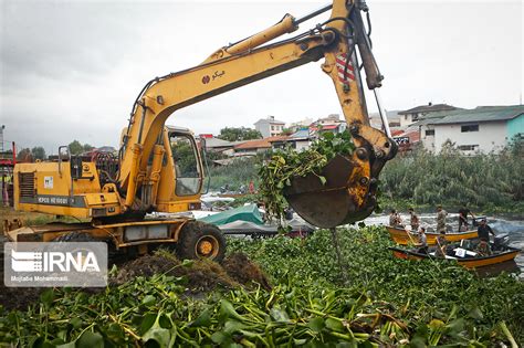 جمع آوری سنبل آبی در تالاب انزلی عکس