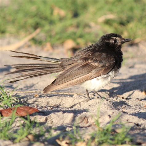 Willie Wagtail Project Noah