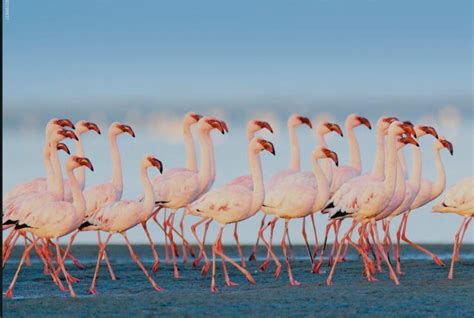 Threading Safety Pathways For Transboundary Migratory Species The Frontier Manipur