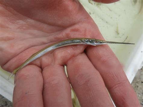 Atlantic Needlefish