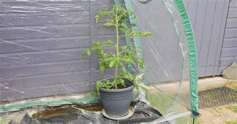 How To Train Tomato Plants Allotment Book