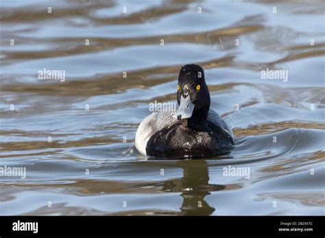 Male Lesser Scaup Duck At Delta BC Canada Stock Photo Alamy