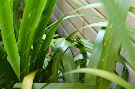 Premium Photo Grasshopper In The Grass Bush