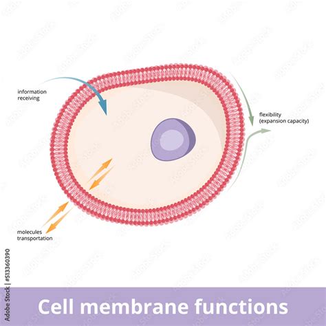 Cell Membrane Functions Plasma Membrane Is Involved In Several Activities Including