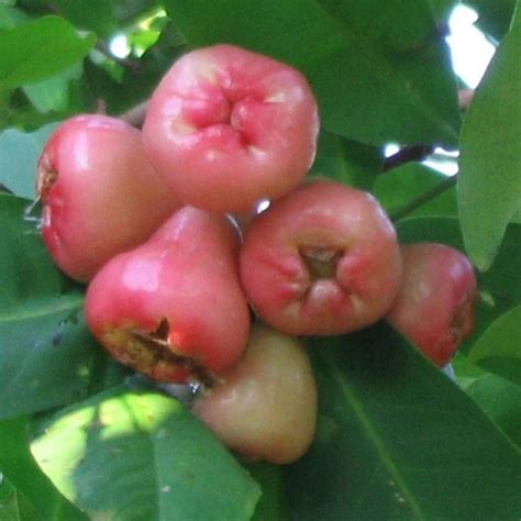 Rose Apple Que Es At Willard Corey Blog
