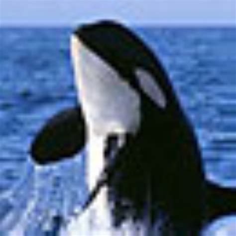 معرفی گونه نهنگ قاتل