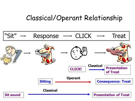 Examples Of Operant Conditioning That Can Help Control Ocd Betterhelp