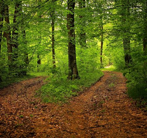 Protocol Of The Lightning Process How Does It Work The Lightning Process Lp