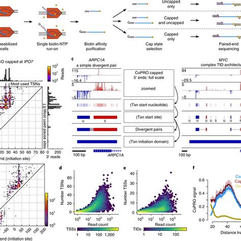 Single Molecule Nascent Rna Sequencing Identifies Regulatory Domain Architecture At Promoters